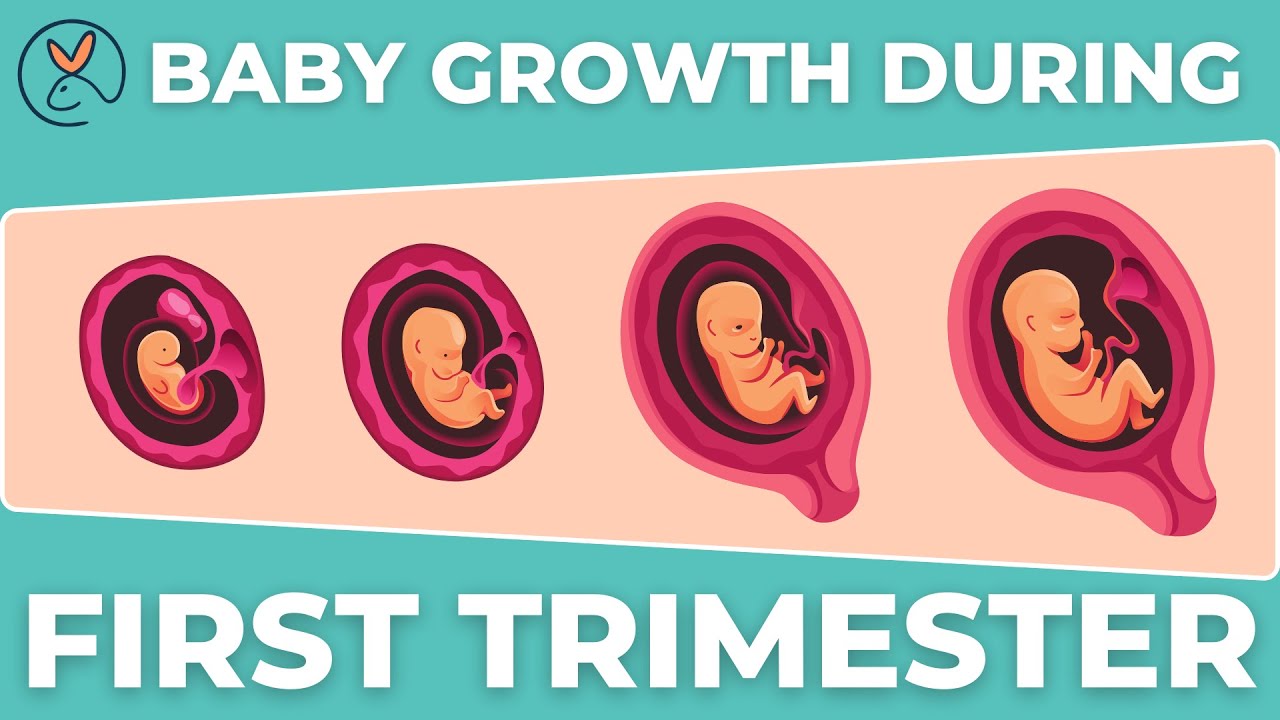 What Happens Inside The Mother's Womb During First Trimester - YouTube