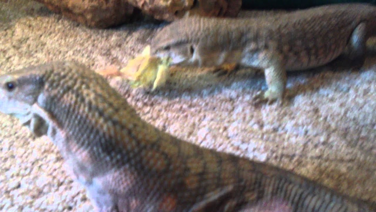 Savannah Monitors Eating Part 2 - YouTube