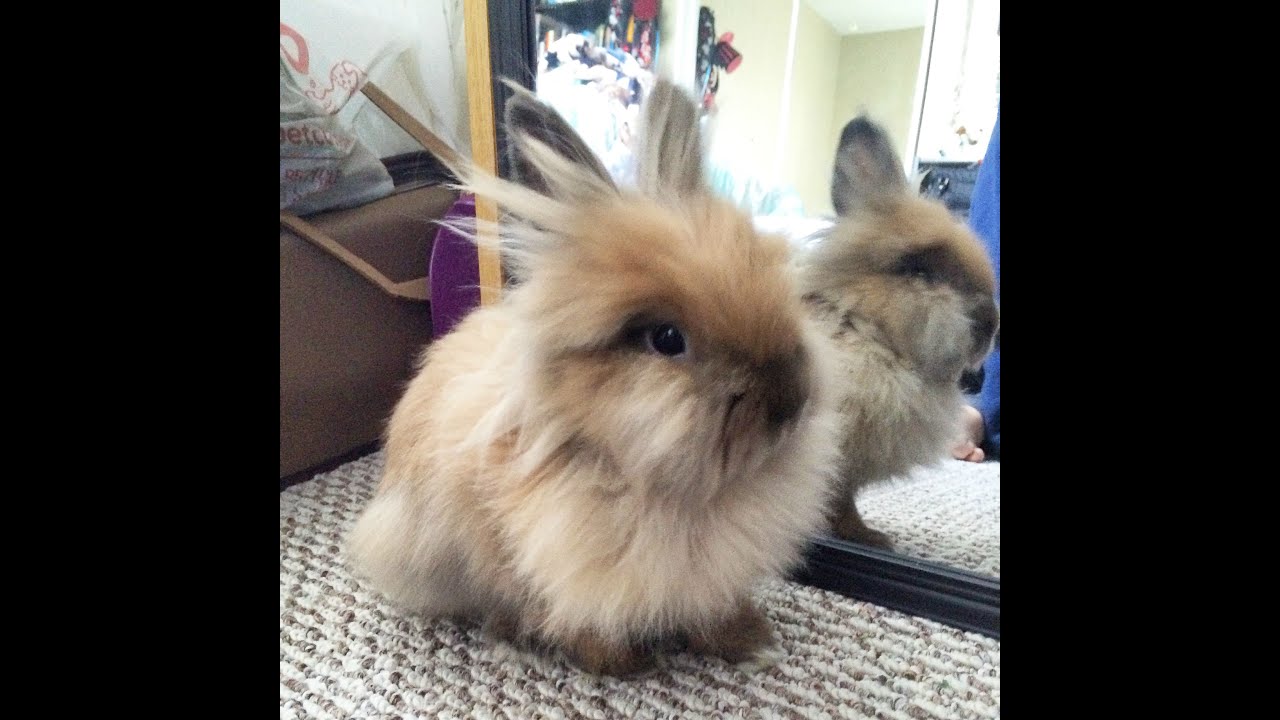 Angora Rabbits |Fancy Rabbit | Rabbit | Zoo Network - YouTube