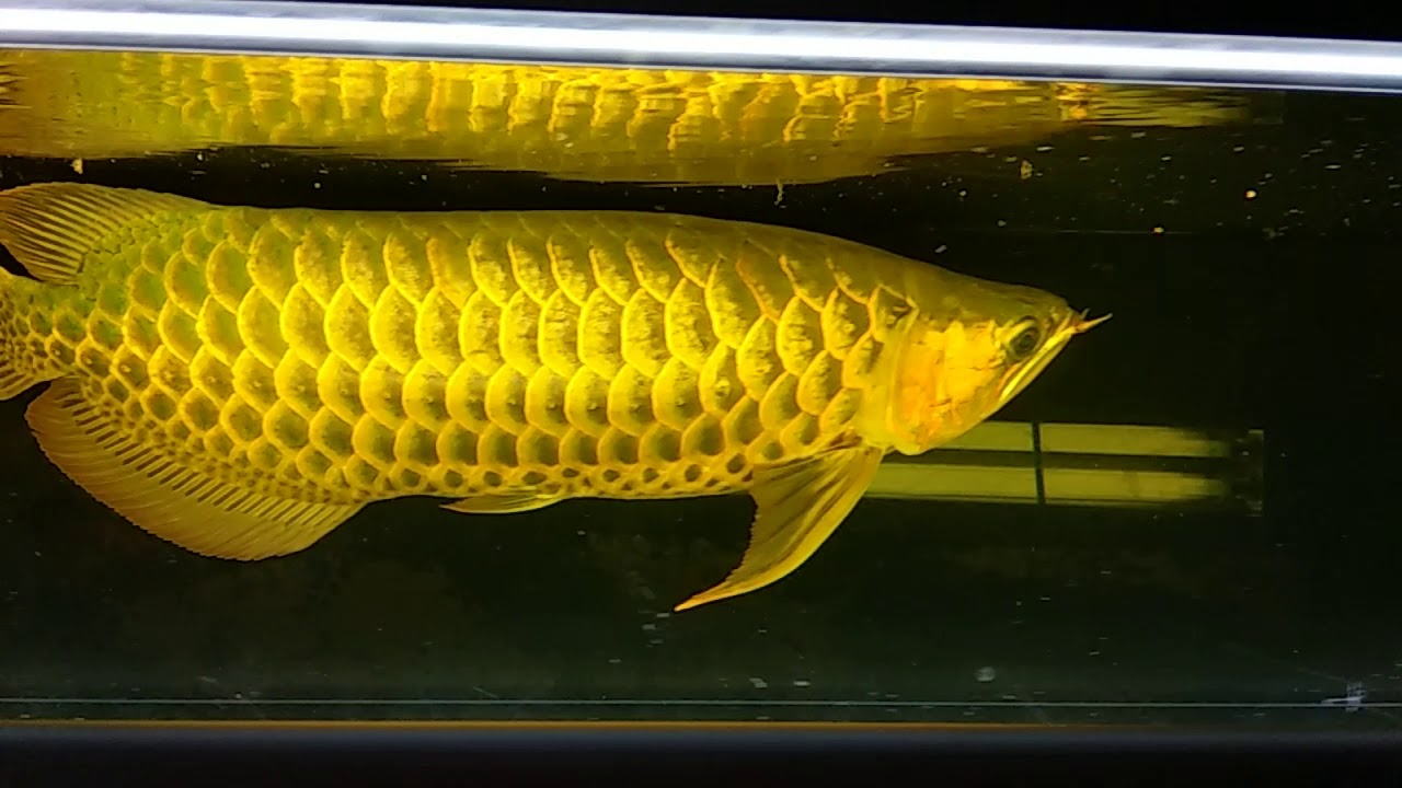 Cross belly red Arowana - YouTube