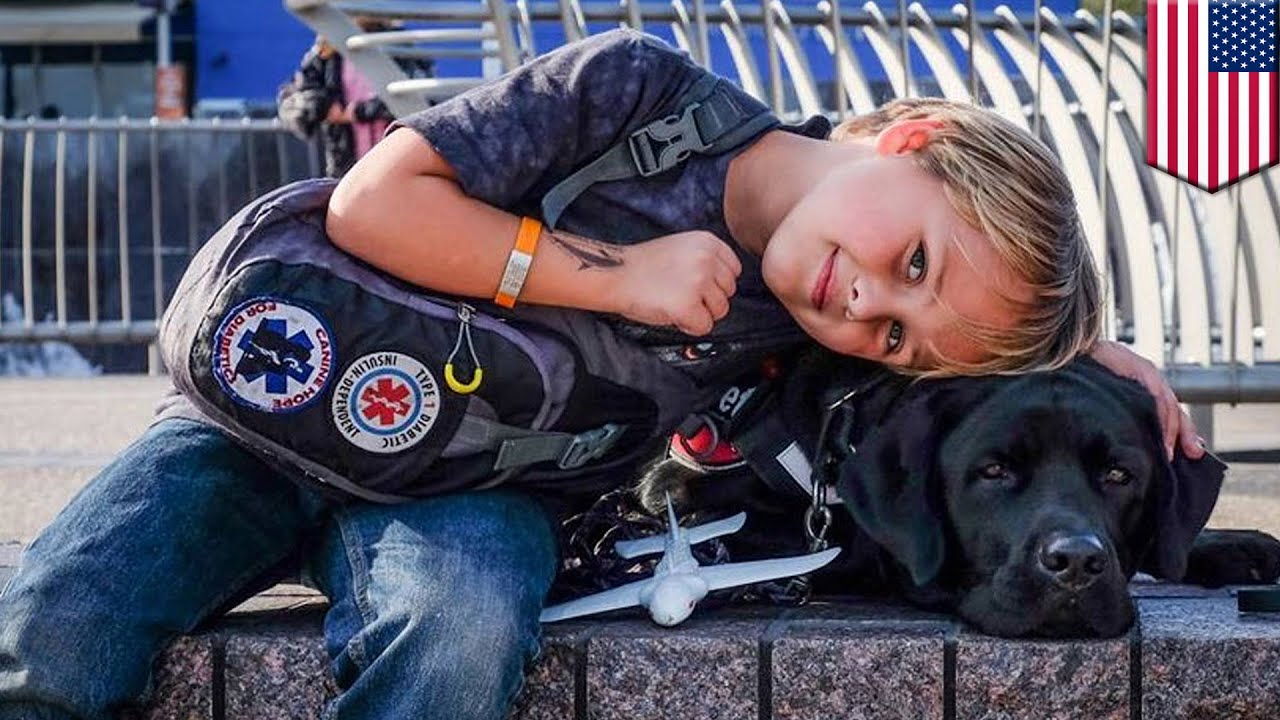 Dog saves diabetic boy: Diabetic alert dog Jedi saves life of sleeping ...