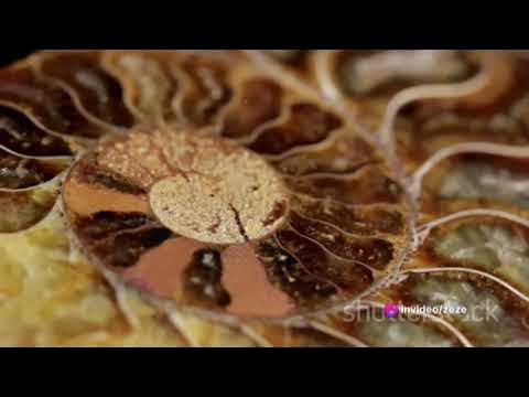 Unearthing the Past A Minute with Fossil - YouTube