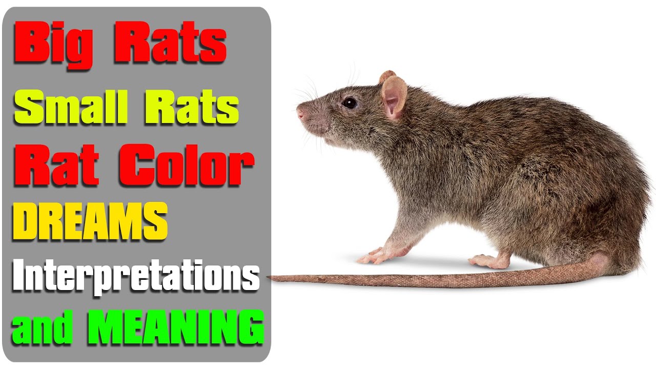 Big or Small Rats or mouse dream meaning, Color Rats dreams black ...