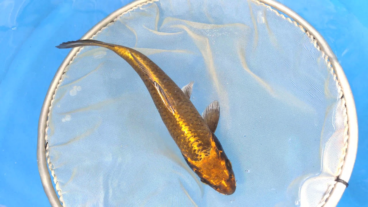 11227 Kin Kabuto Omosako Koi Farm - YouTube