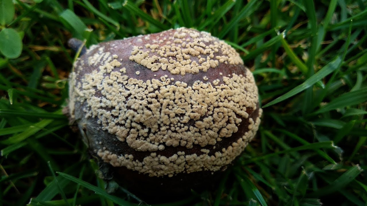 Mold & Fungus On Rotting Fruit Under Microscope - YouTube