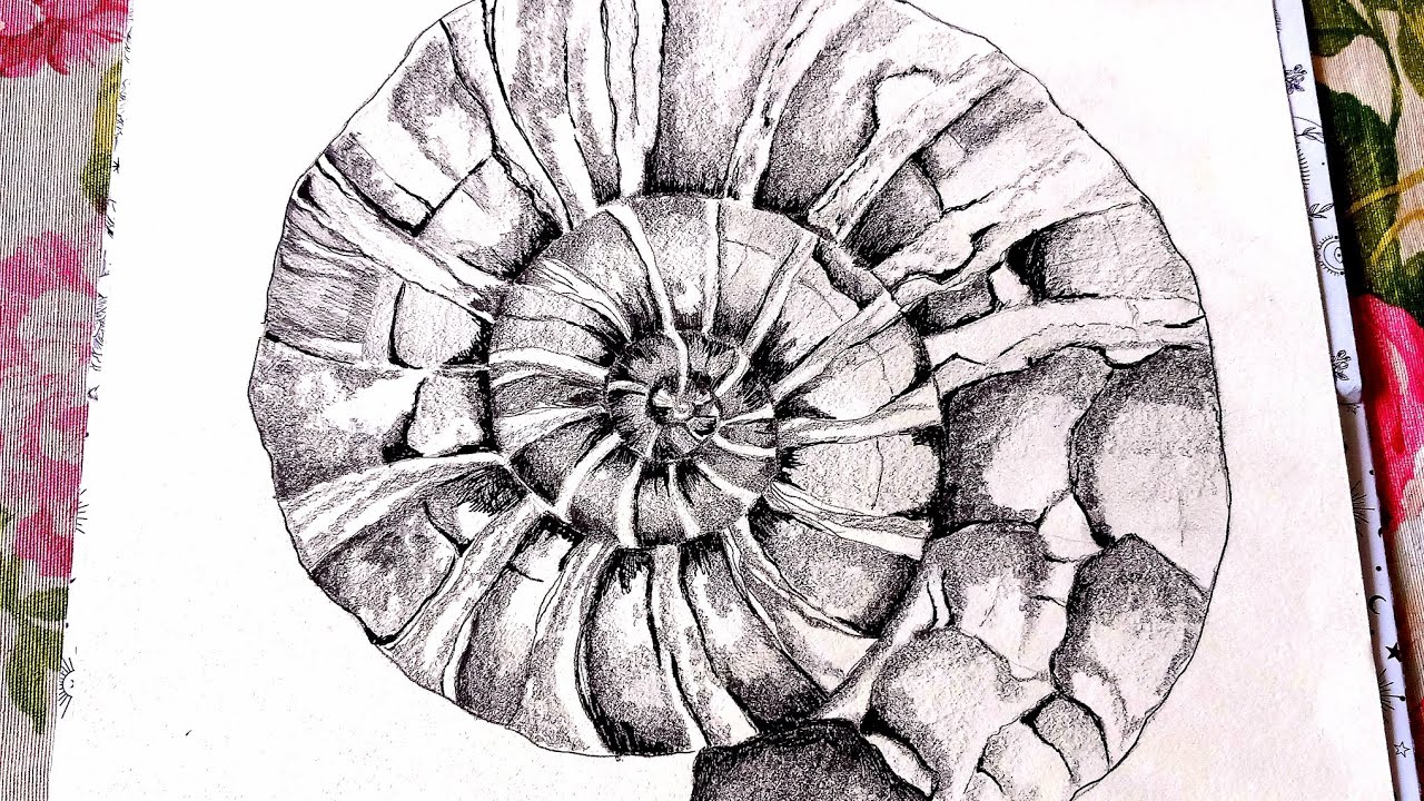 Ammonite fossil drawing / pencil artwork - YouTube