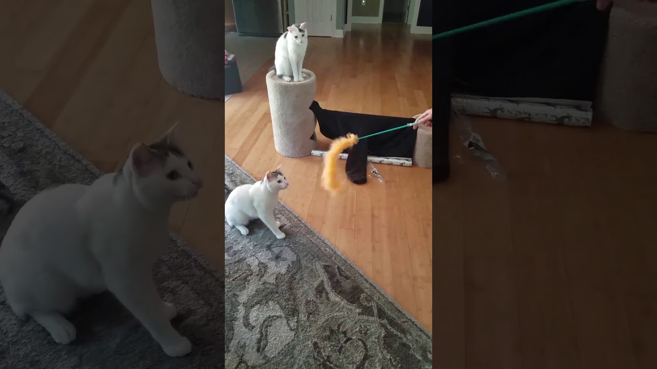 Possessive Cat Growls For His Toy - YouTube