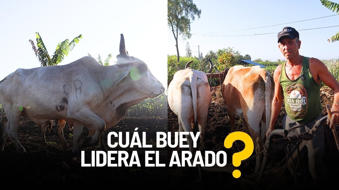Arado de Bueyes en la mejor tierra del Mundo - YouTube