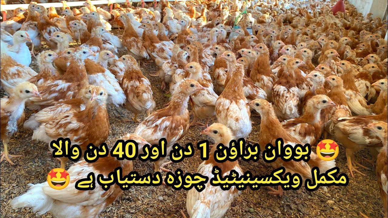 Bovans brown 1 day old and 40 days old chicks available | World's ...