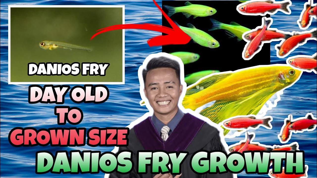 DANIOS GROWTH DAY OLD TO GROWN SIZE (DANIO BREEDING) - YouTube