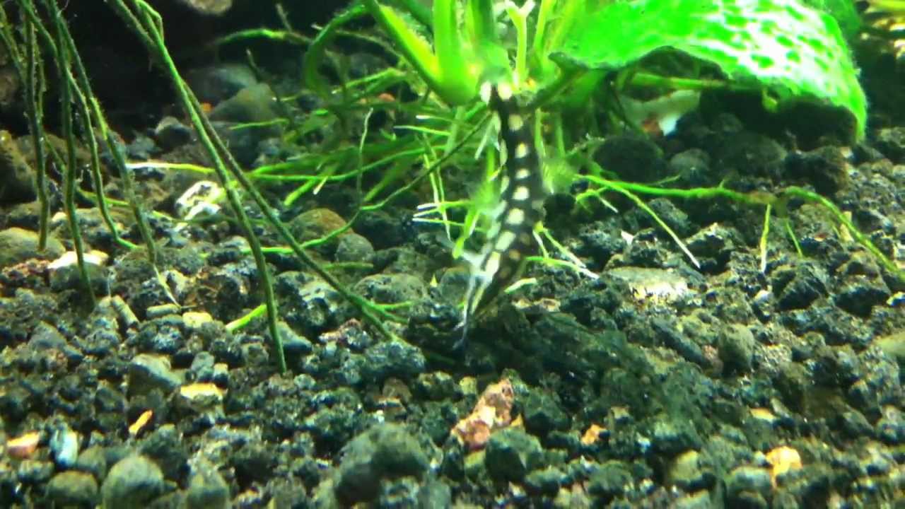 Dwarf Chain Loach Close Ups - YouTube