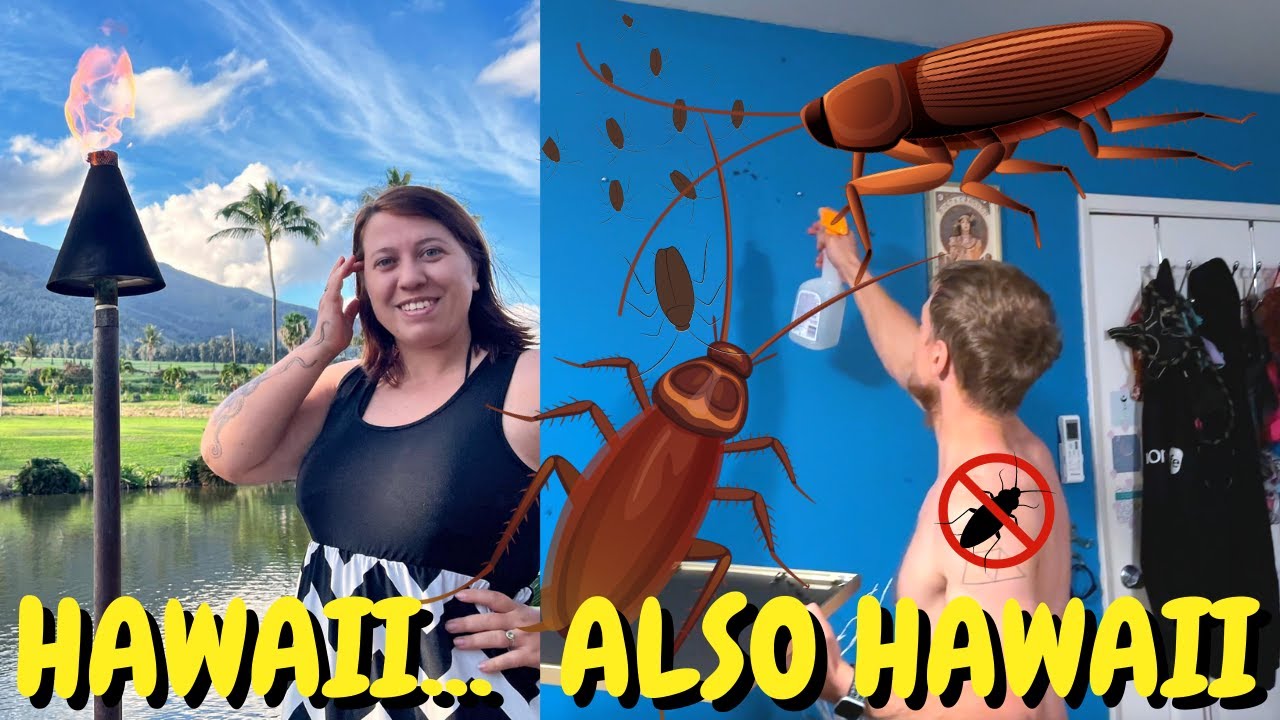 Our Cockroach Infested Hawaii Home in Kihei, Maui: How to Get Rid of ...