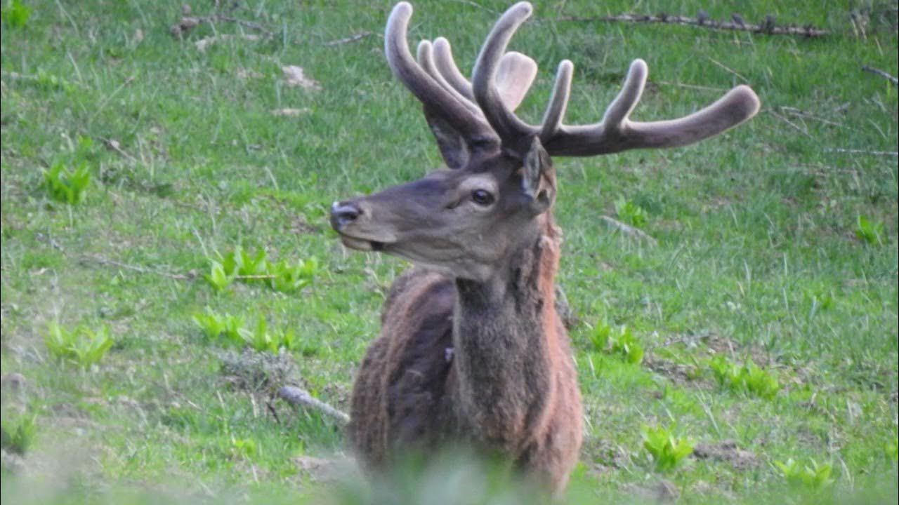 Gli animali del bosco, Fototrappola, tracce nei boschi di alta montagna ...