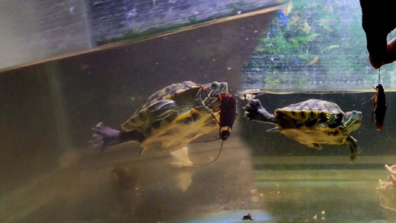 Pet Turtle Eat Cockroach at Gladys Roy blog
