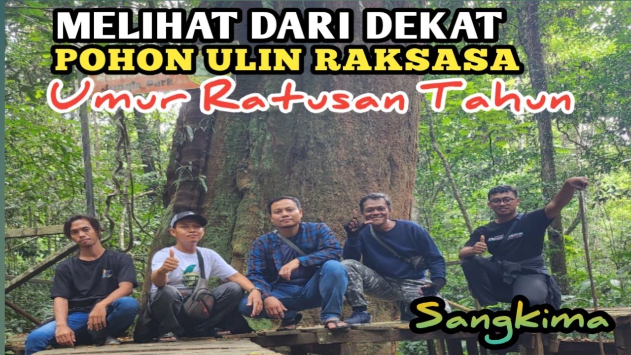 MELIHAT DARI DEKAT POHON KAYU ULIN RAKSASA, UMUR RATUSAN TAHUN - YouTube