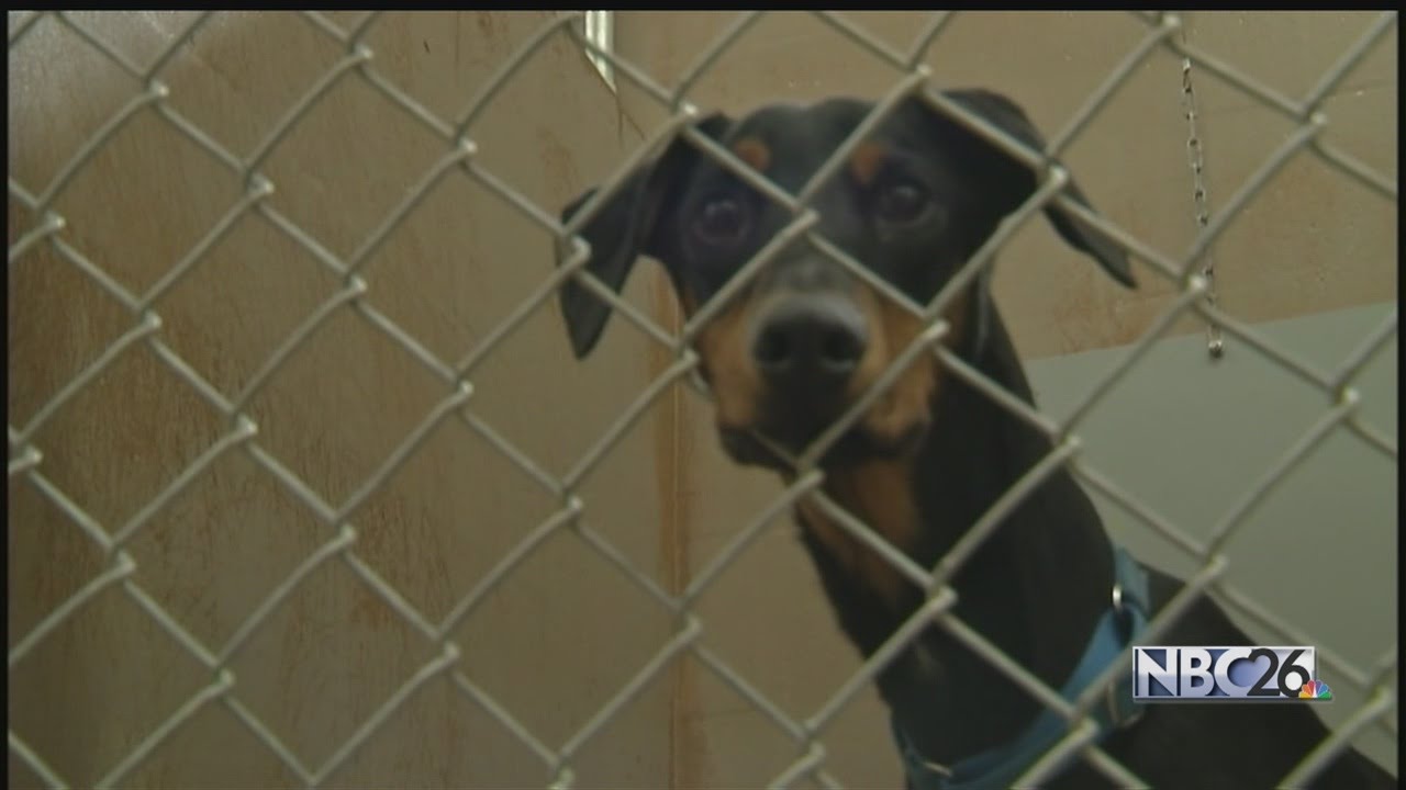 Bay Area Humane Society Offers Easter Special - YouTube