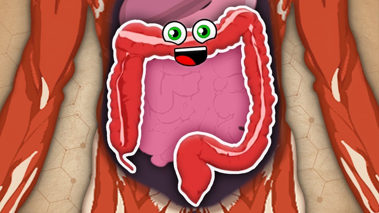 The Large Intestine Has Expanding Walls! | KLT Anatomy - YouTube
