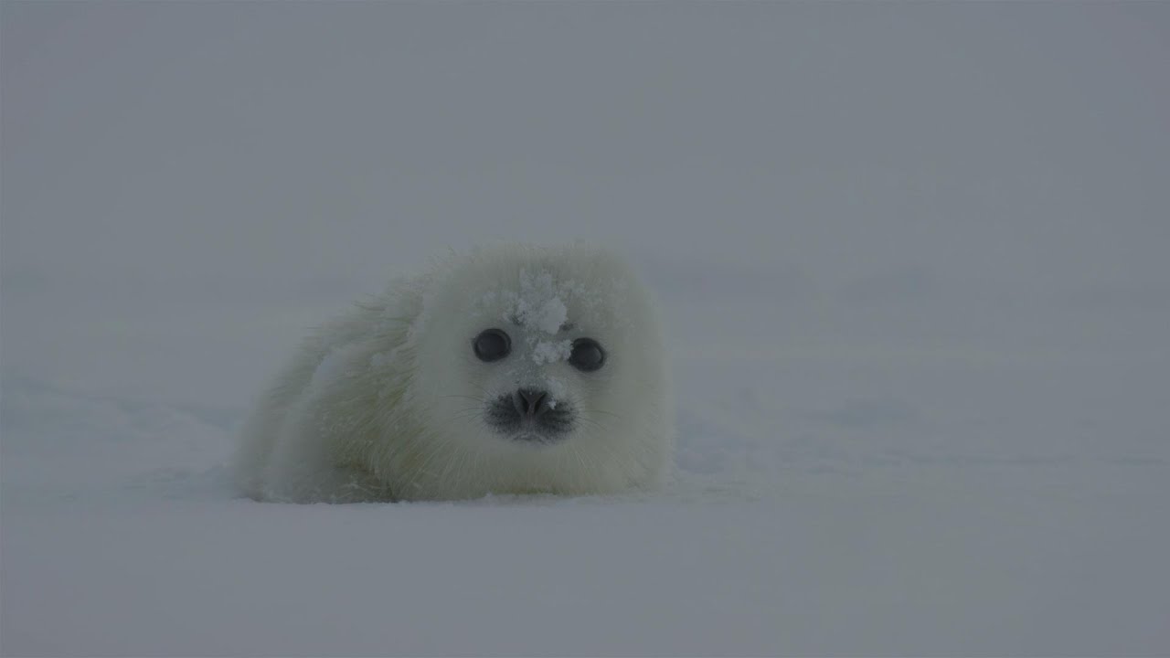 A Seal Pup Alone On The Ice | 4k - YouTube