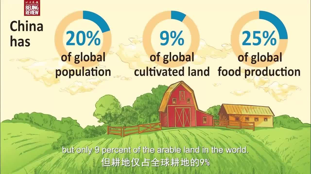 China's Hybrid Rice Production - YouTube