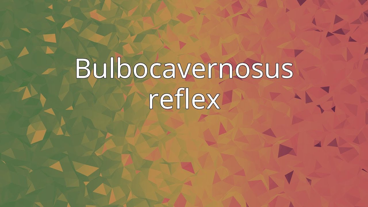 Bulbocavernosus reflex - YouTube