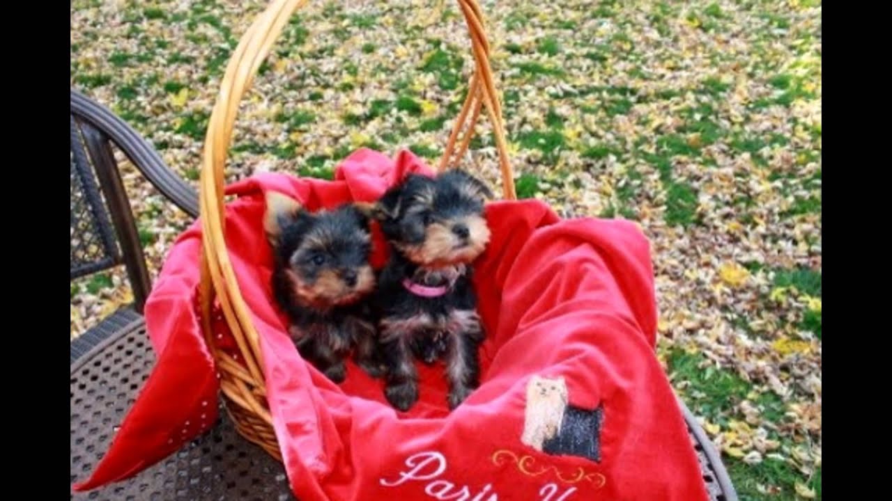 Paris Yorkies Puppy girl 2015 available for Valentines - YouTube