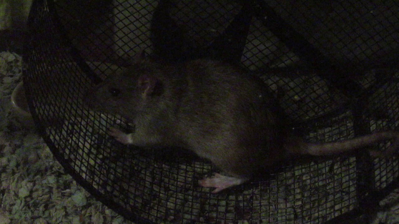 Bell - rat - YouTube