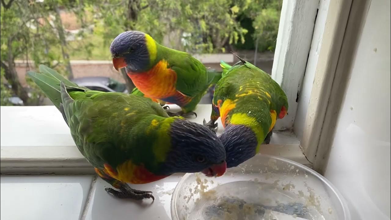 Lorikeet Family Having a Feed - YouTube
