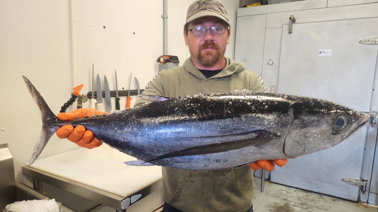 Lets Cut and Package Albacore Tuna! - YouTube