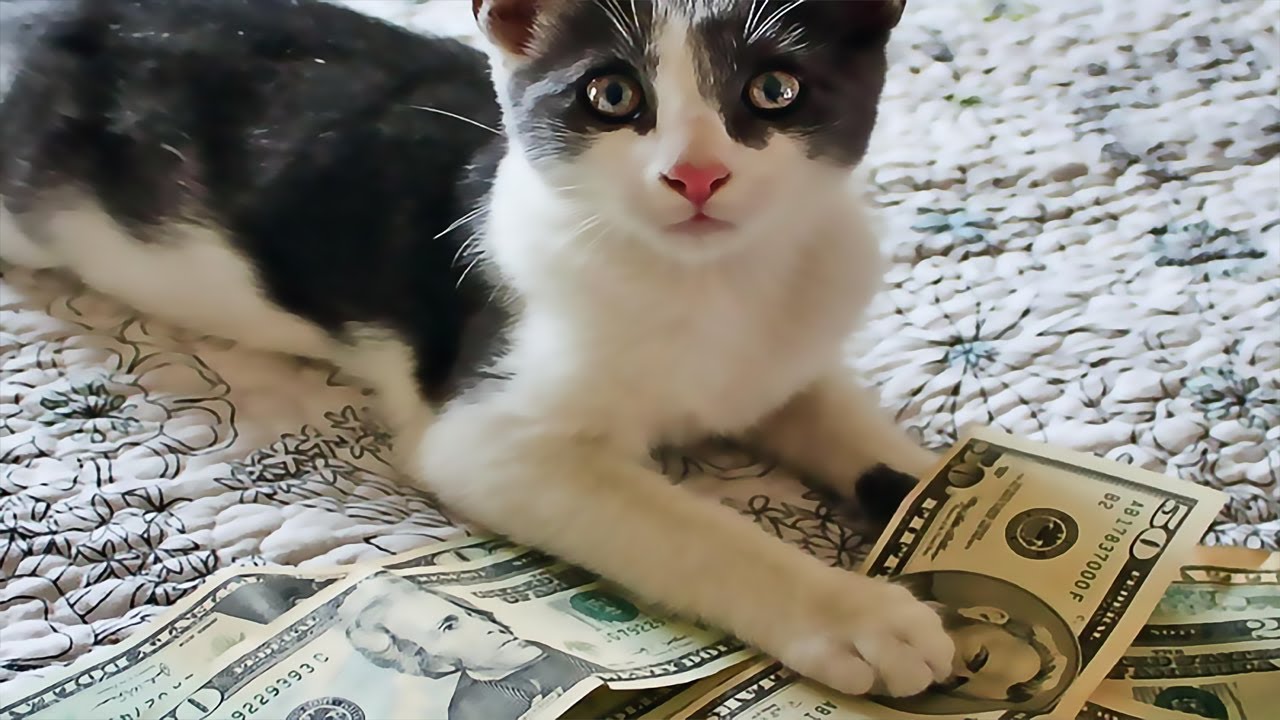 Cat Keeps Bringing Money, So Dad Sets Up Camera - YouTube