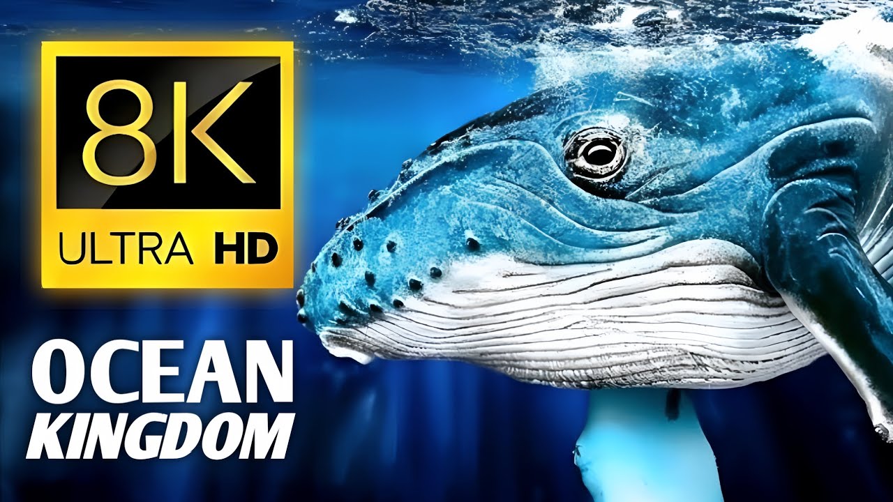 8K ULTRA HD 60 FPS - Ocean Kingdom - Underwater Life - YouTube