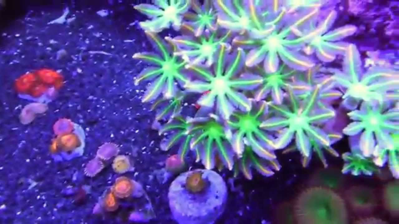 Orange-Line Clove polyps/ YellowTip Neon Clove Polyps- NC - YouTube