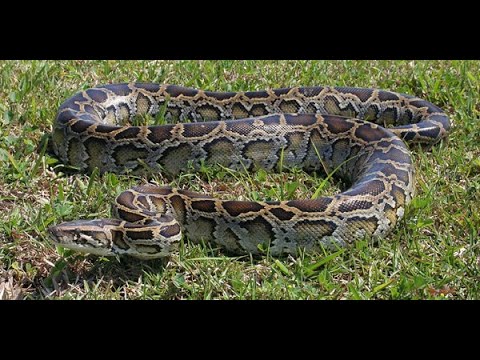 ONA JINSI NYOKA MKUBWA ANAJIBADILISHA MAGAMBA YAKE - YouTube