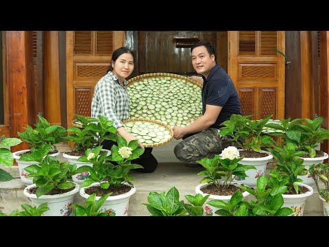 Doctor Long and Tu Yen prepare delicious and nutritious dishes using green squash. Lý Tử Yến
