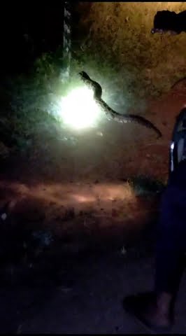 NAG SAP STETUS|#STVIDEO|#YUTUBESHORTS|#VARALVIDEO - YouTube