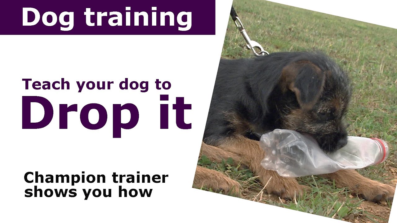 How to teach a dog to drop it | Expert puppy training advice - YouTube