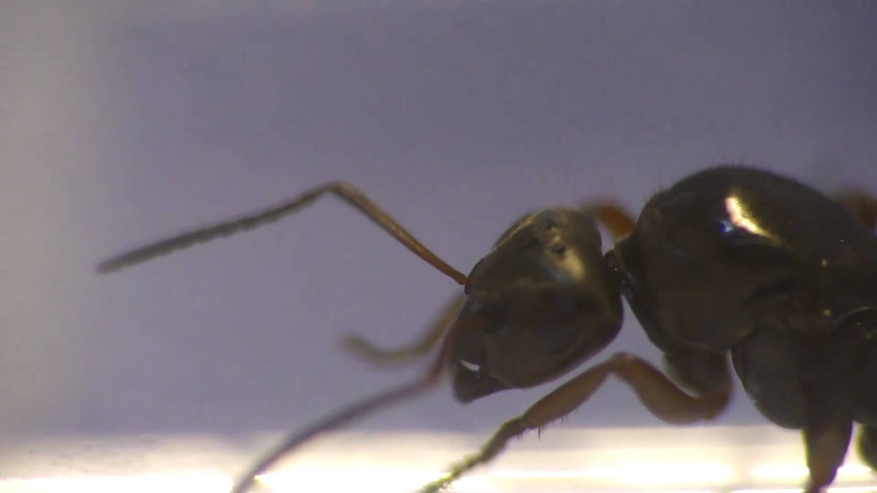 Formica lemani queen (HD) - YouTube