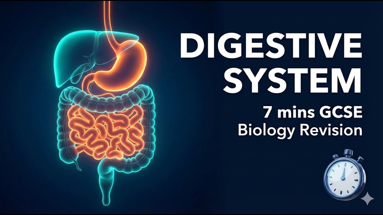 GCSE Biology : The Digestive System - 7 Minute Science Revision Video ...