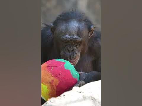 Chimp Chomp - YouTube