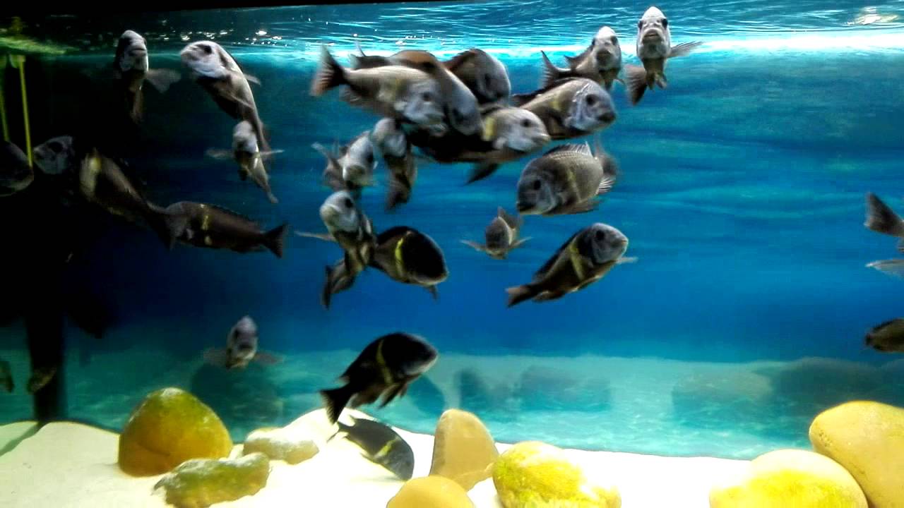 Tropheus duboisi Tank 300 l - YouTube