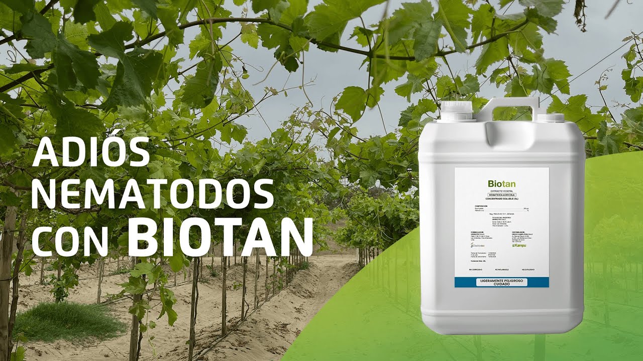 REPELENTE DE NEMATODOS EN VID - BIOTAN - YouTube