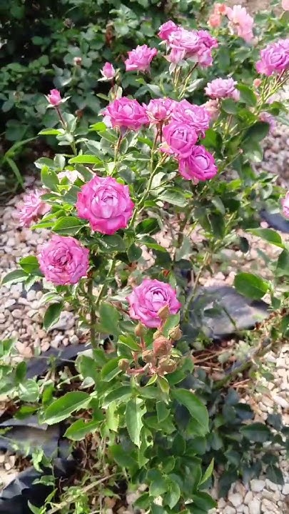 роза Орион #сад #розы #дача #rose #цветы #садоводство #растения #garden ...