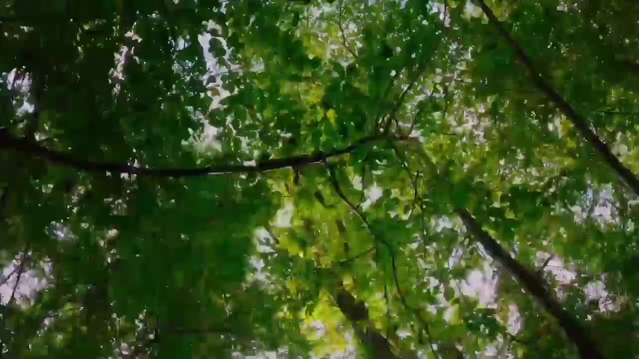 MIND BLOWING, MEDITATION, RELAXATION, TREES, BIRDS, SOUNDS!!! - YouTube