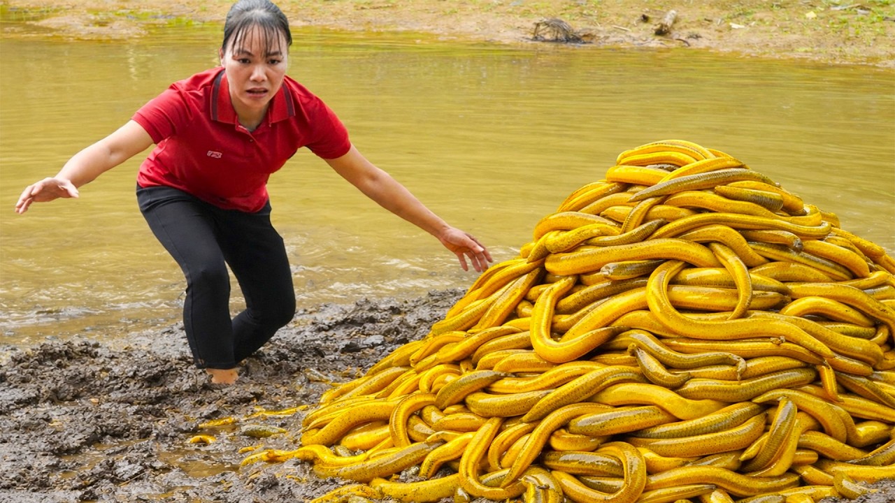 How Catching Hundreds Prehistoric Eels On the Rice Field - How to make ...