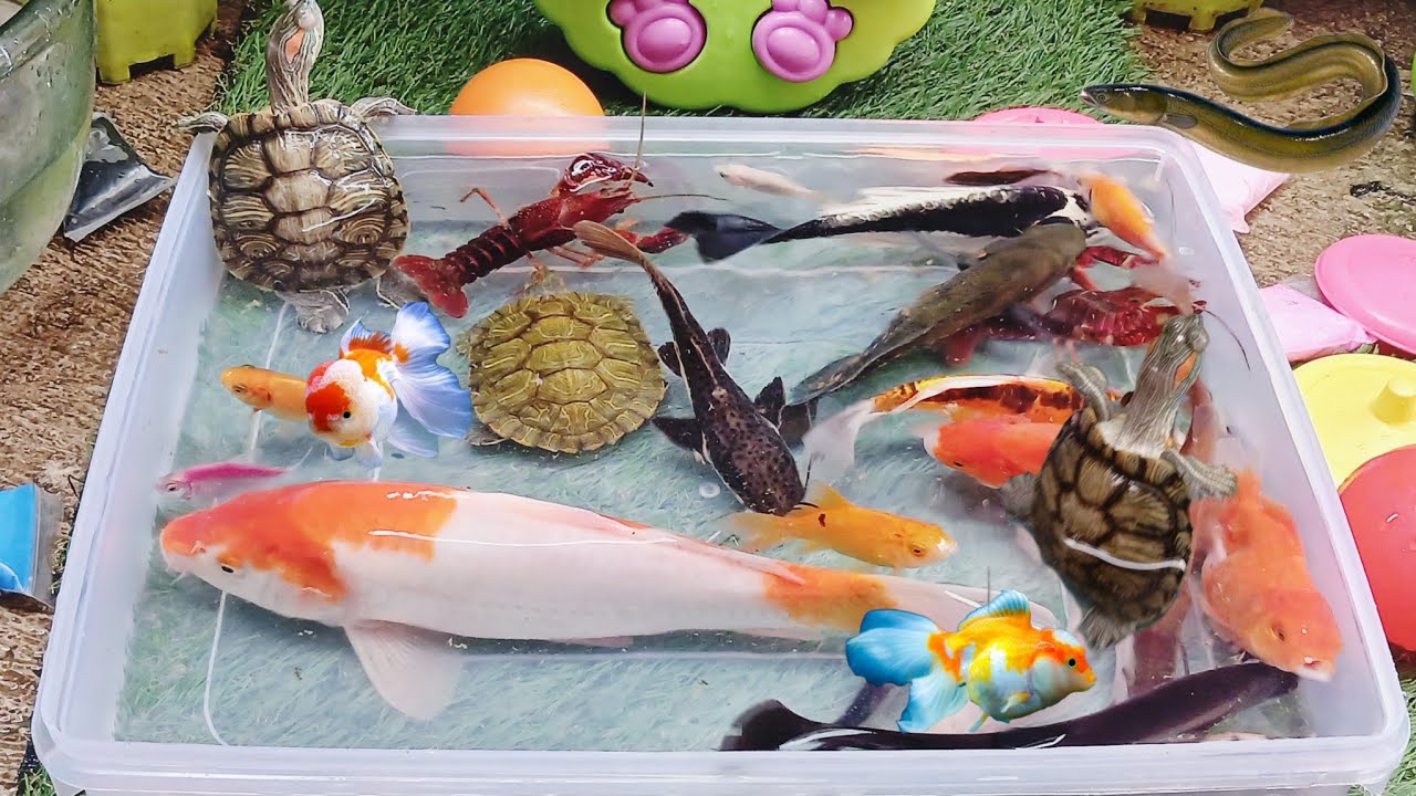 Unboxing Ikan hias, ikan cupang, Ikan Lele, ikan Koi, ikan Memphis ...
