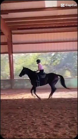 Cantering jumping with Zeus ! #pony #equestrian #subscribete #horse #horsegirl #horseriding ...