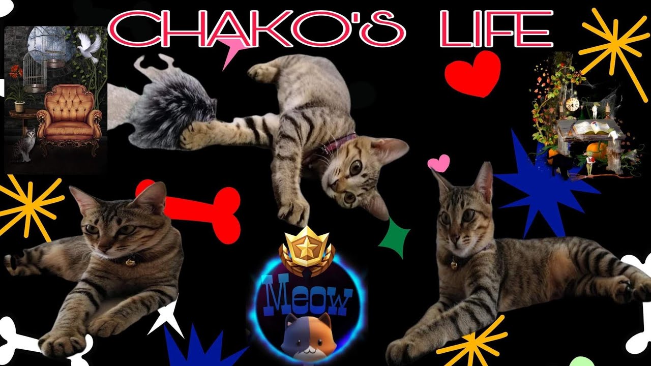 Exploring the Cat's Life (Chako) - YouTube