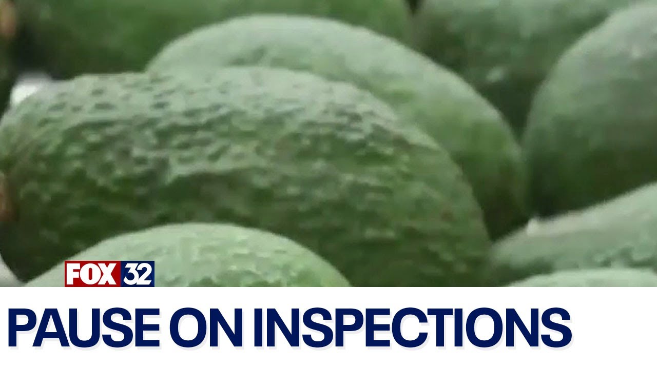 USDA pauses avocado and mango inspections - YouTube