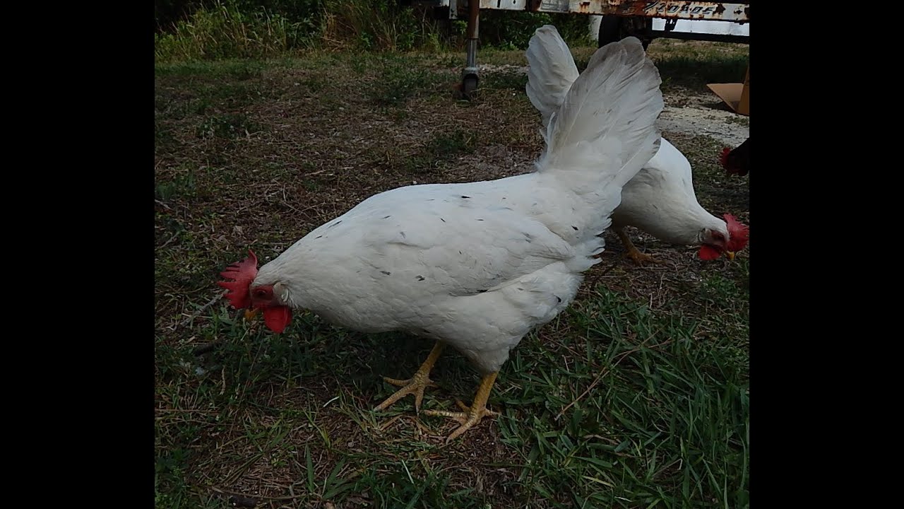 Ideal 236 for backyard flocks eggs and pets - YouTube