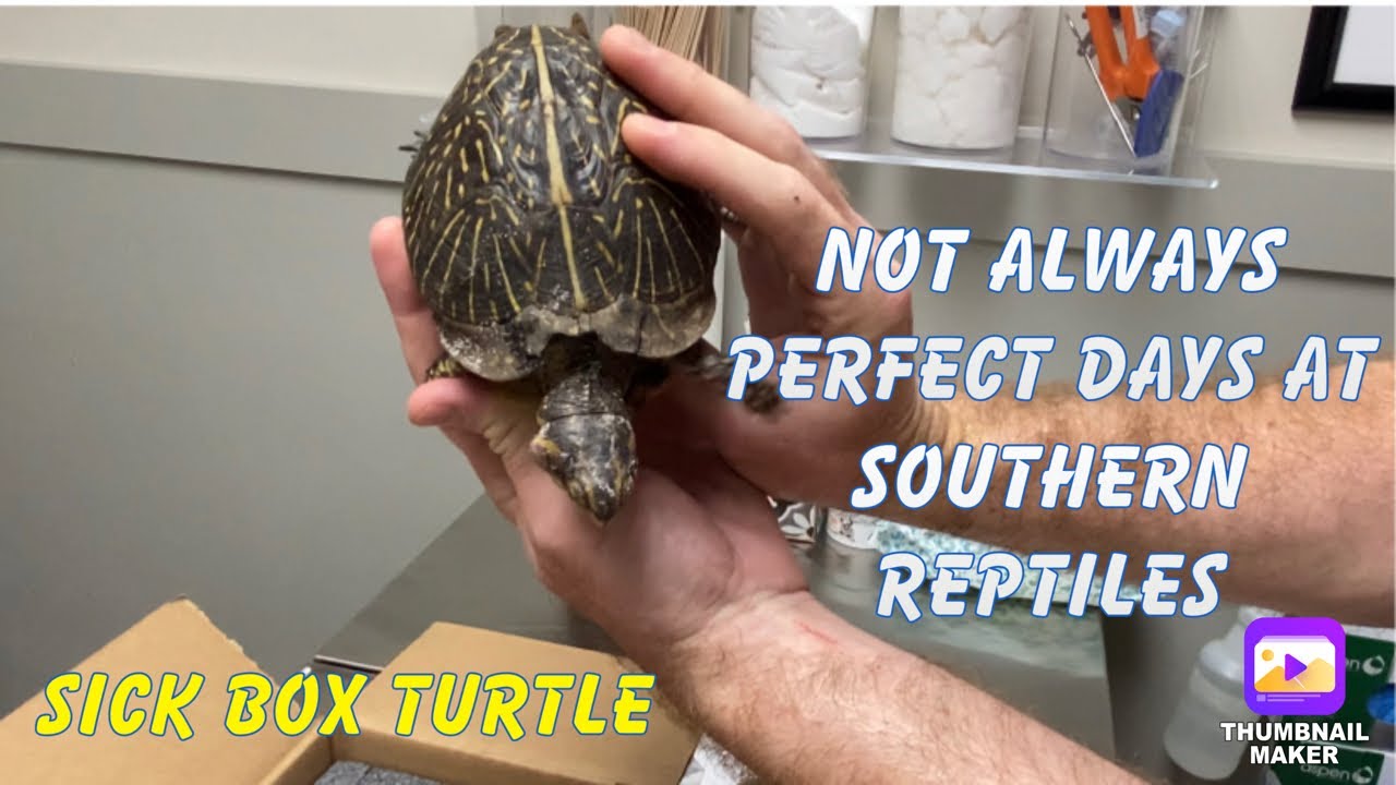Sick Florida Box Turtle at the Vet with Dr. Gillen - YouTube