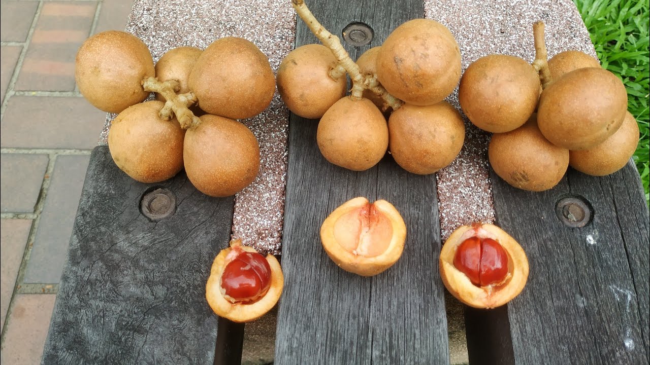 Buah kejirak - is this red tampoi Baccaurea deflexa? - YouTube